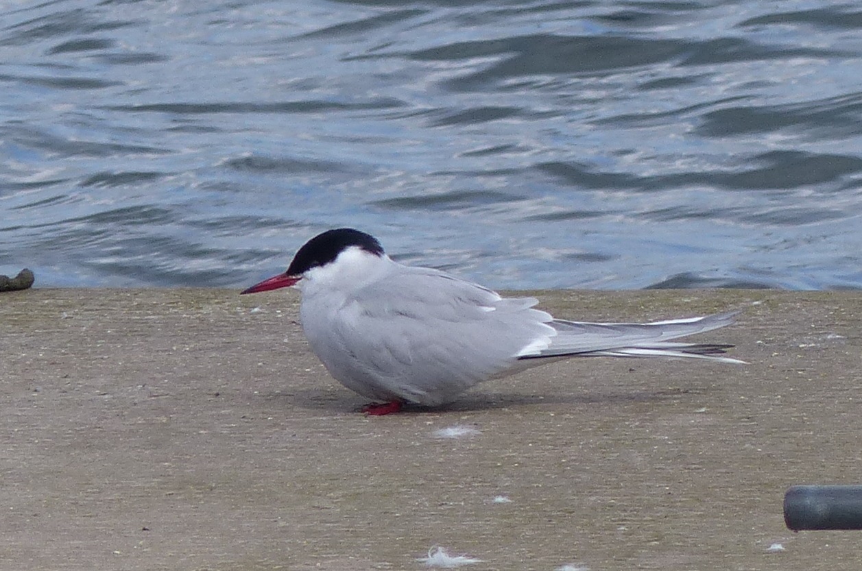 A Field Notebook: Draycote Water