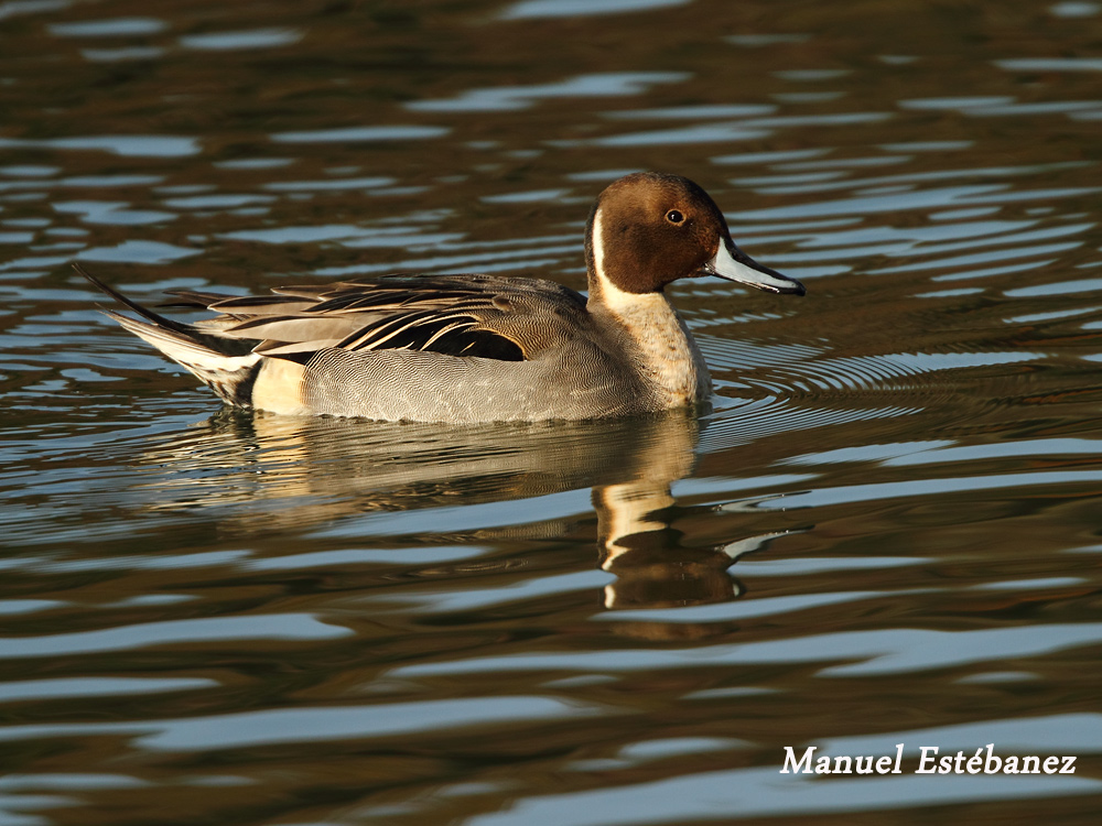 Miradas Cantábricas: Ánade rabudo (Anas acuta)