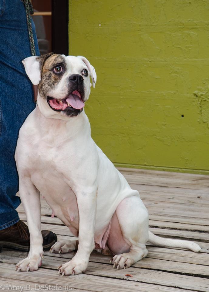 Second Chance Boxer Rescue Florida: Monday (Late) Wrap Up