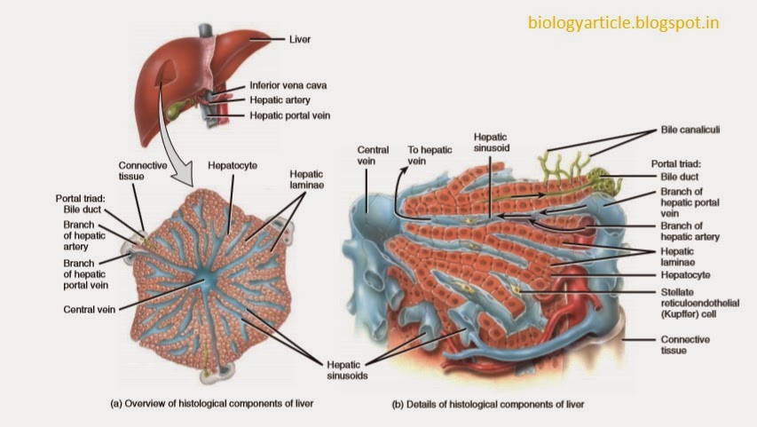 BIOLOGY WRITE-UP - BIOLOGY ARTICLES: LIVER - functional anatomy ...