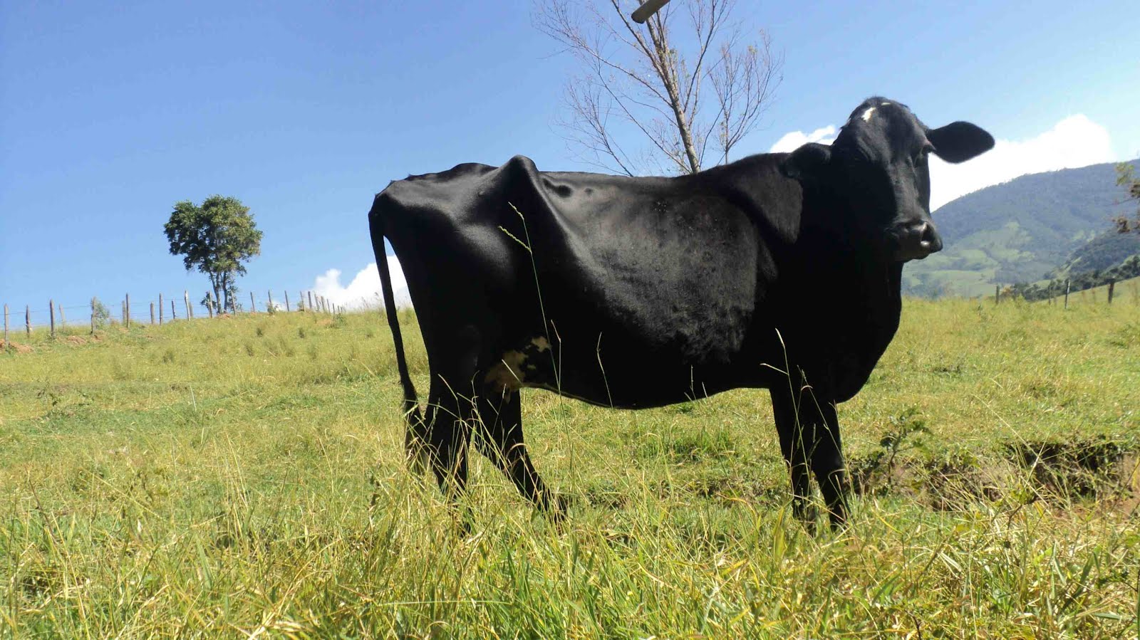 Prof. Émer Nogueira: व्याख्यान: गाय (2º AULA: A VACA)