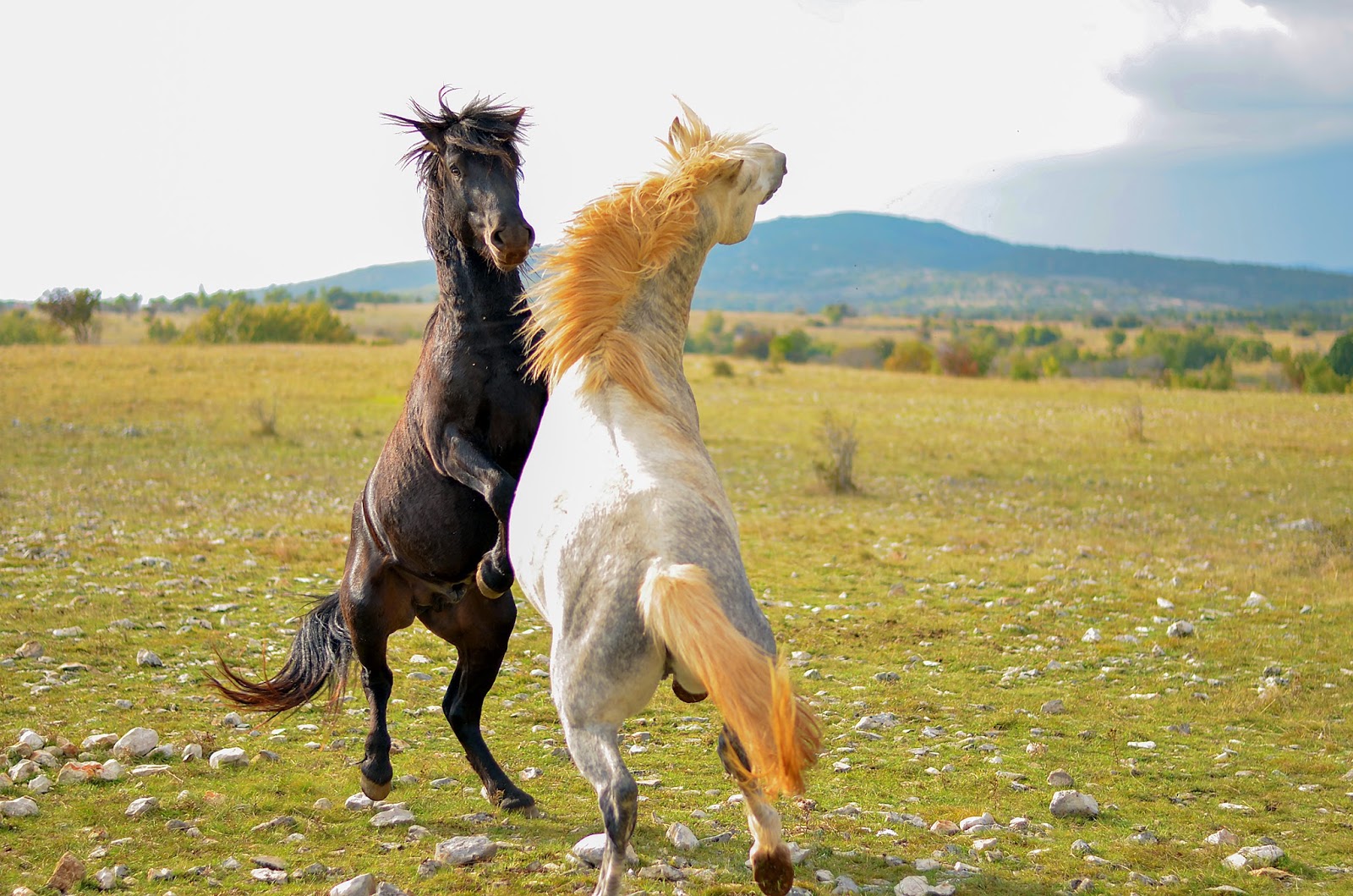 Konji na Bilima ~ Goranci online