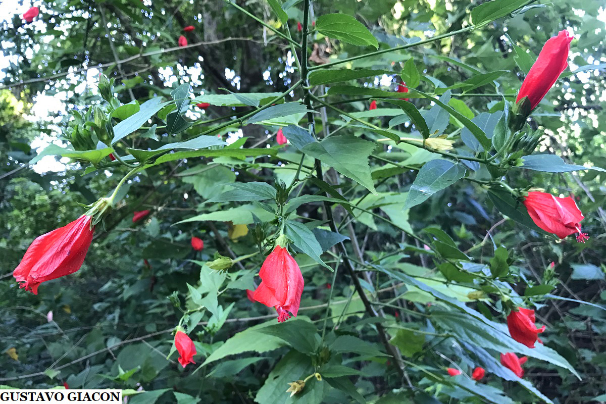 Viveiro Ciprest - Plantas Nativas e Exóticas: Malvavisco Vermelho ou ...