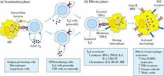 Syok Anafilaktik (Anaphylactic Shock) pada Hewan - Mydokterhewan
