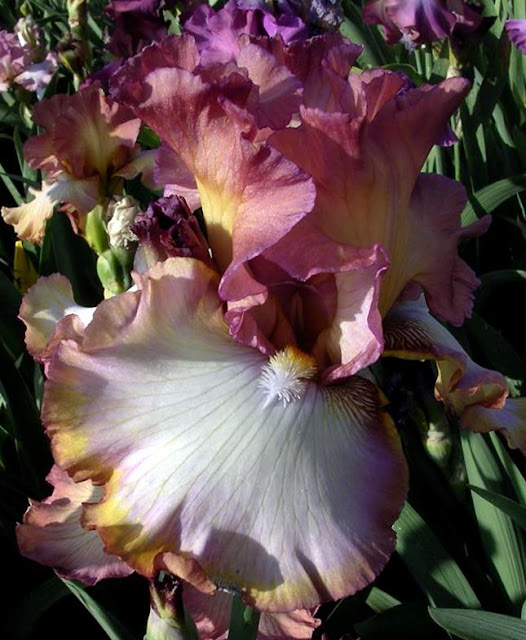 World of Irises: August 2015