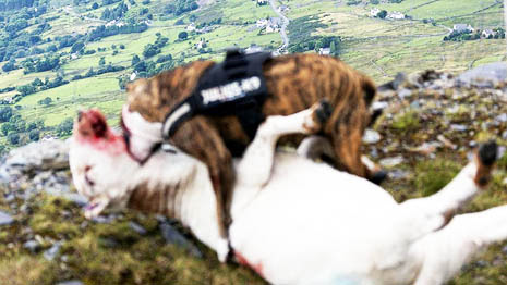 Four legged friends (and enemies): United Kingdom: Farmer photographs ...