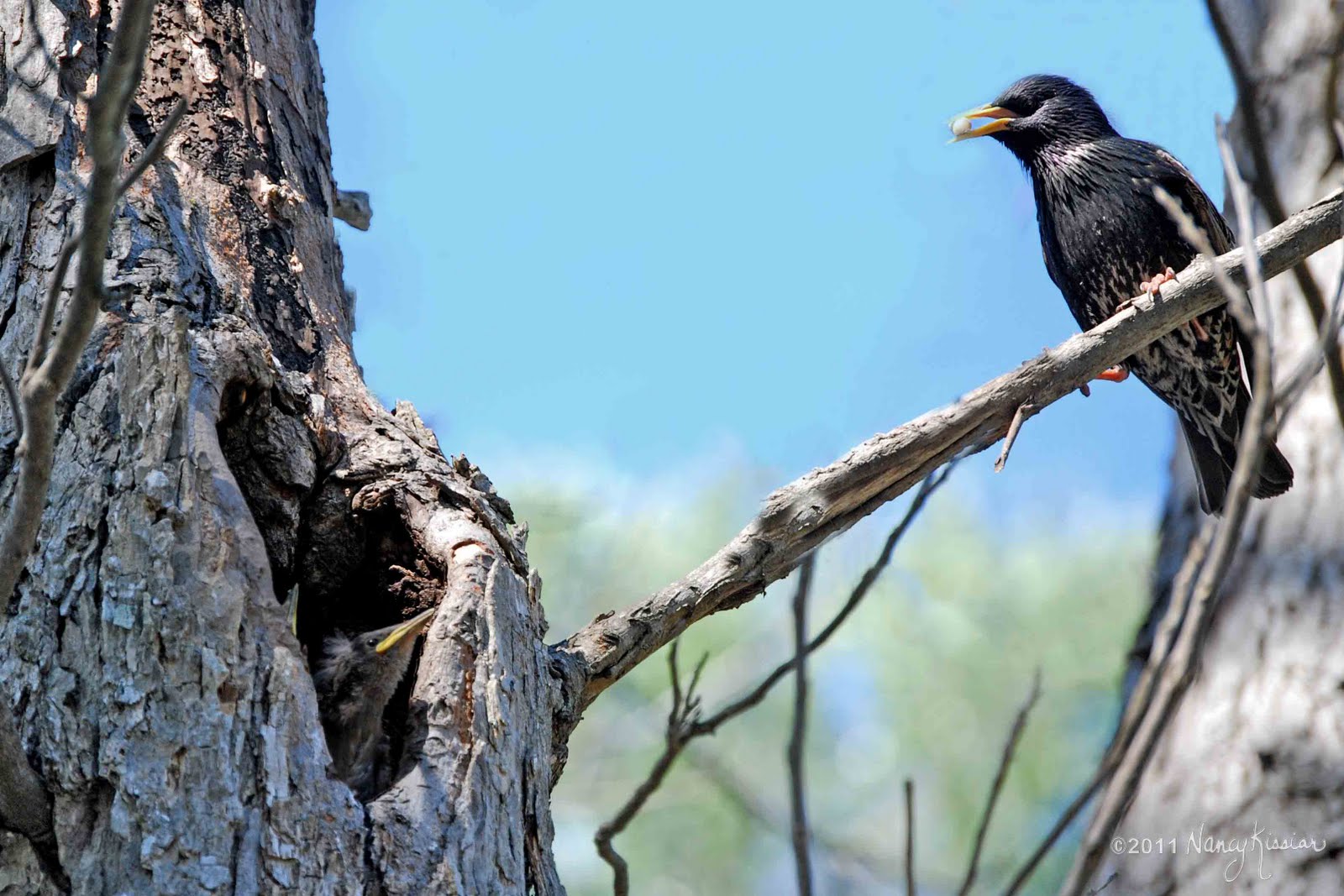 Wild About Texas: Starling Surprises
