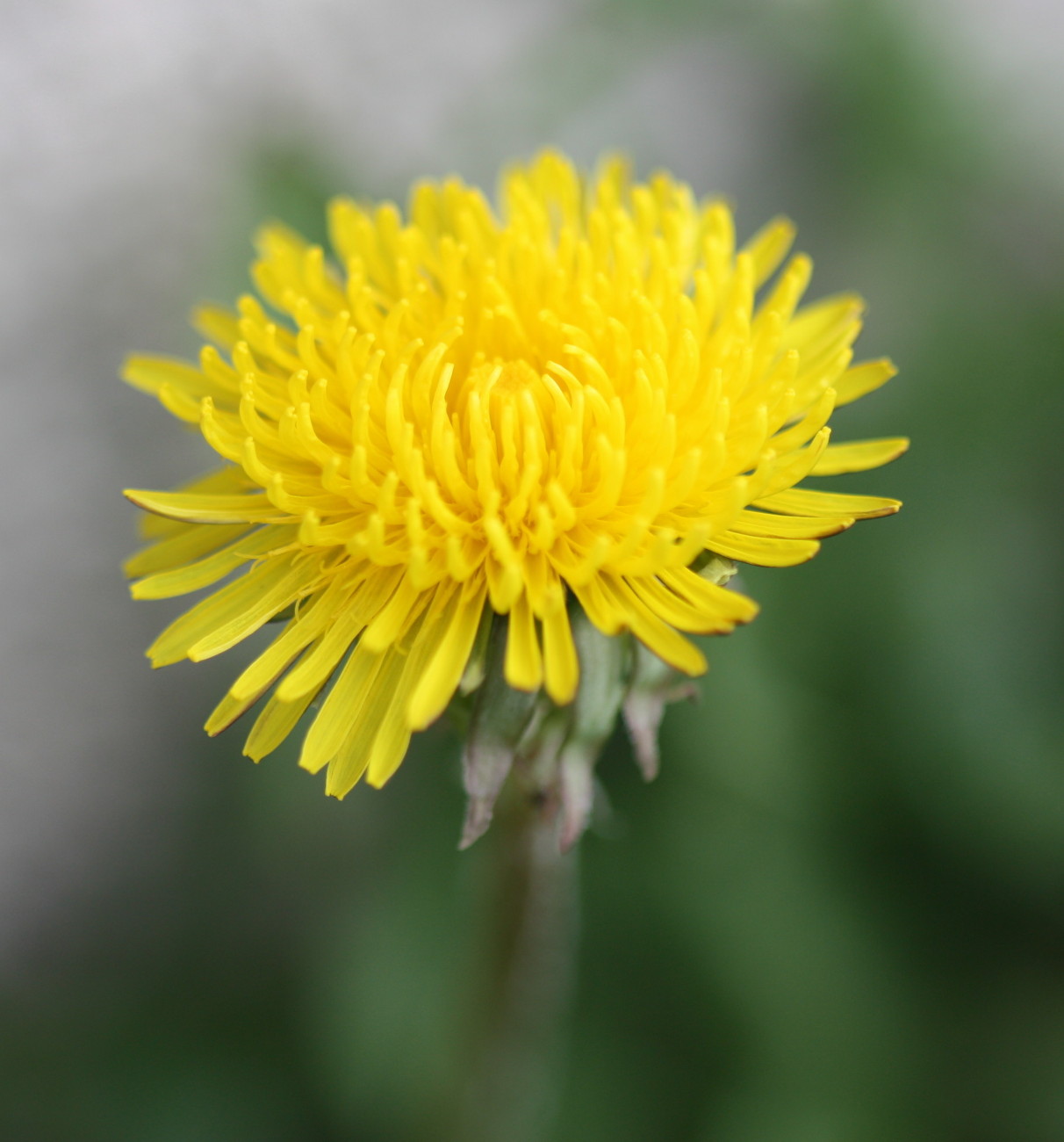 Flickorna i Mellby: Länge leve maskrosen