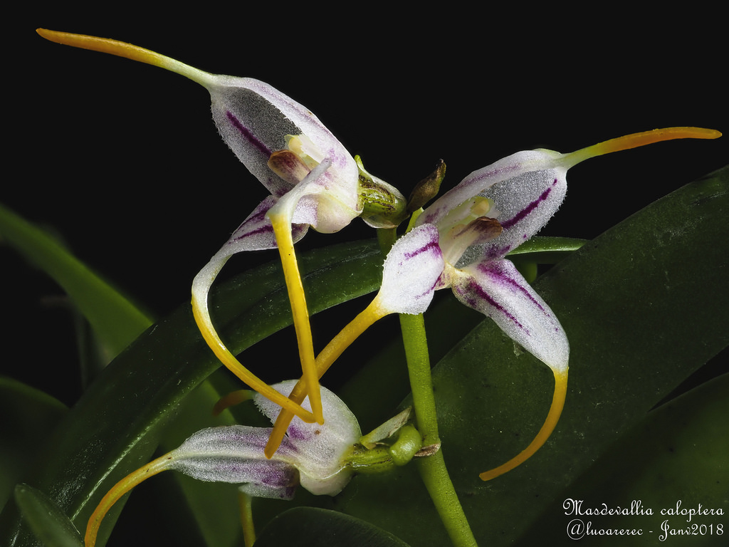 Masdevallia caloptera care and culture | Travaldo's blog