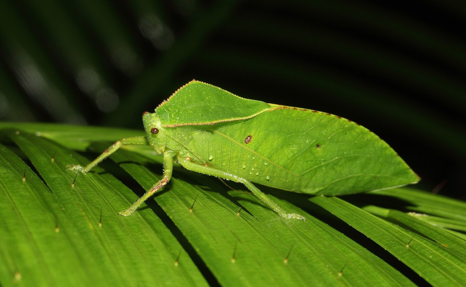 BunyipCo: April 2018