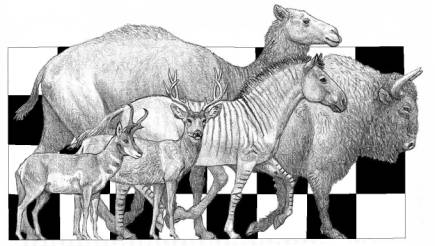 Extinct Animal of the Week: Images of Camelops