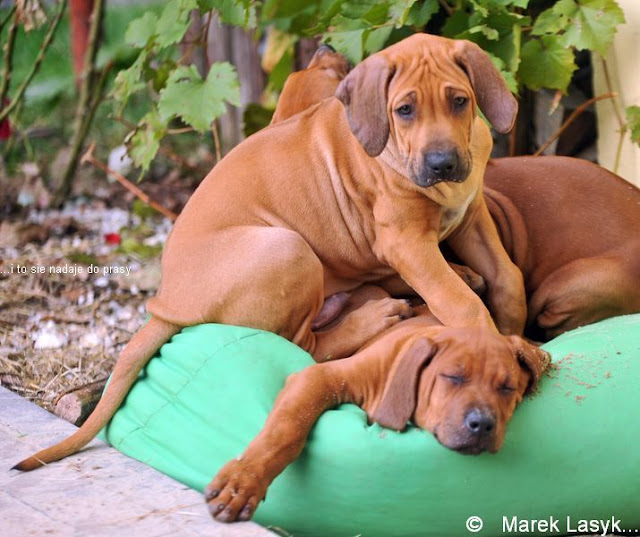 ...i to się nadaje do prasy...: Rodezjan....