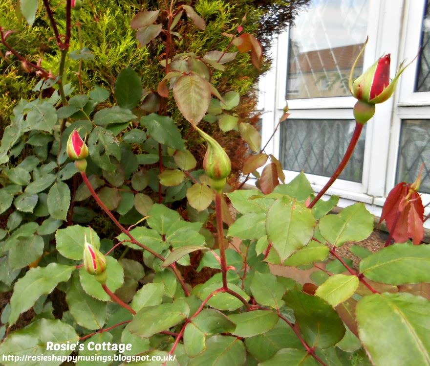 Rosie's Cottage: Autumn Smiles In The Garden