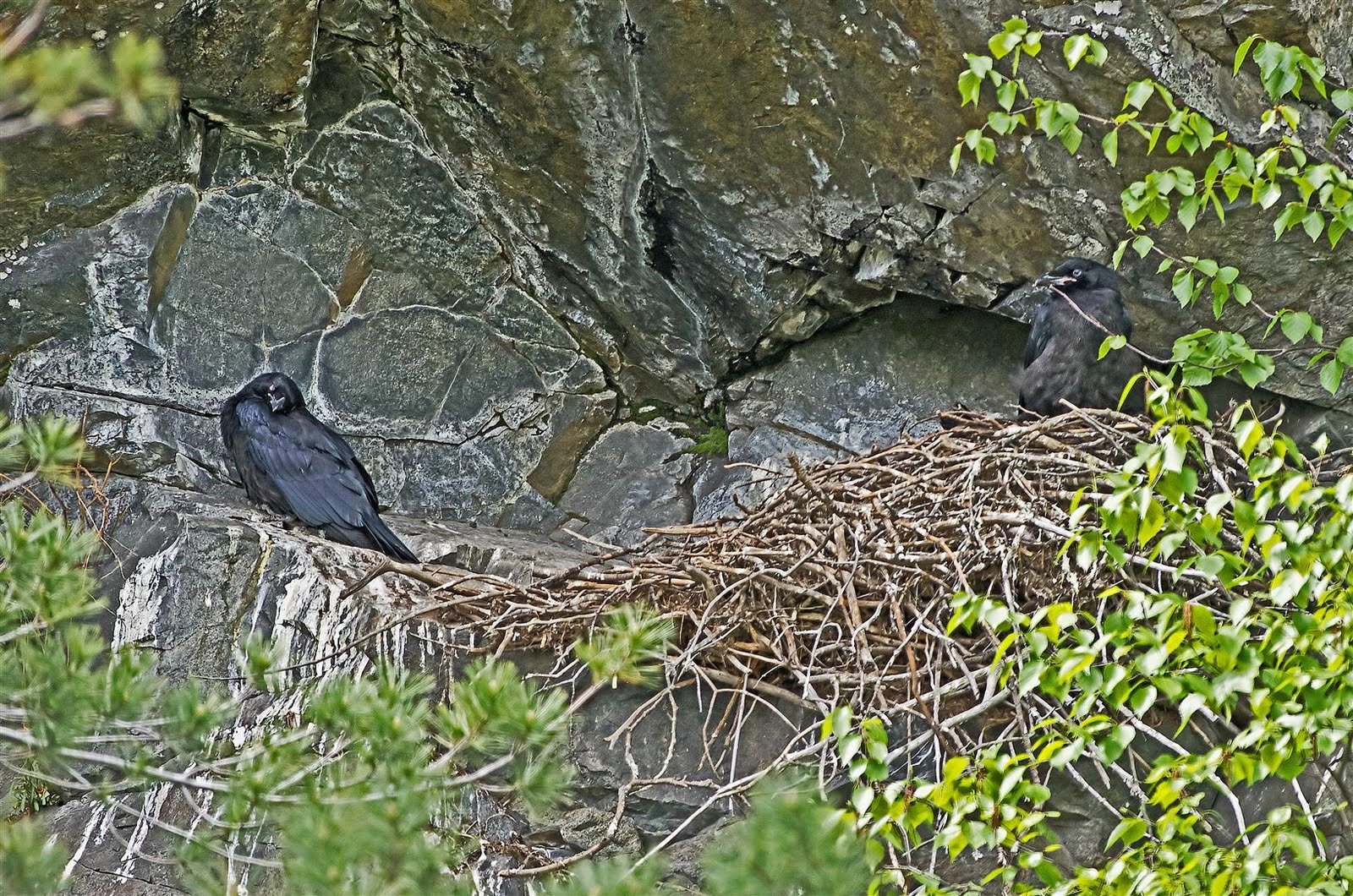 Wild in Pictures: Snowshoe Hare, Young Raven, Fox and more.