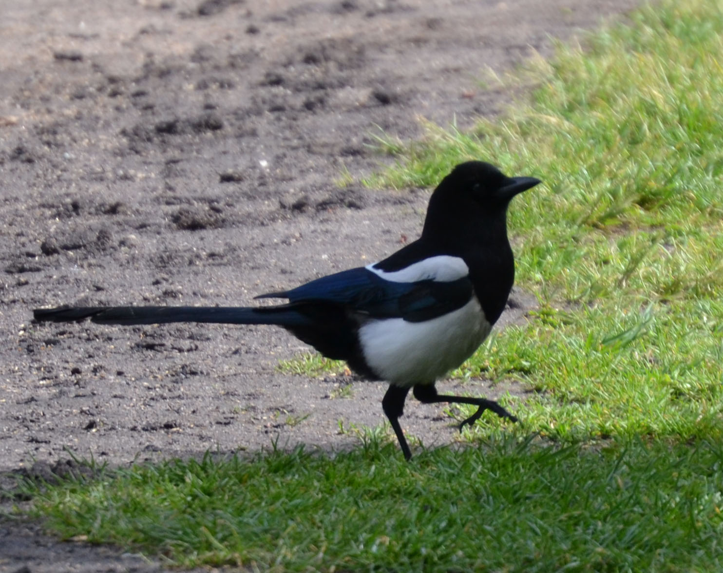 Woods Walks and Wildlife: Scandinavian sights, Part 1: Copenhagen birds