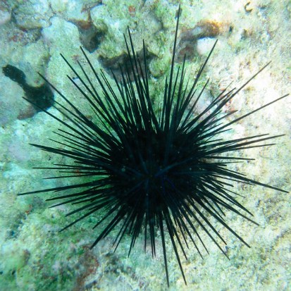 Bulu Babi Laut yang Berbisa