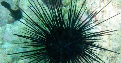 Bulu Babi Laut yang Berbisa