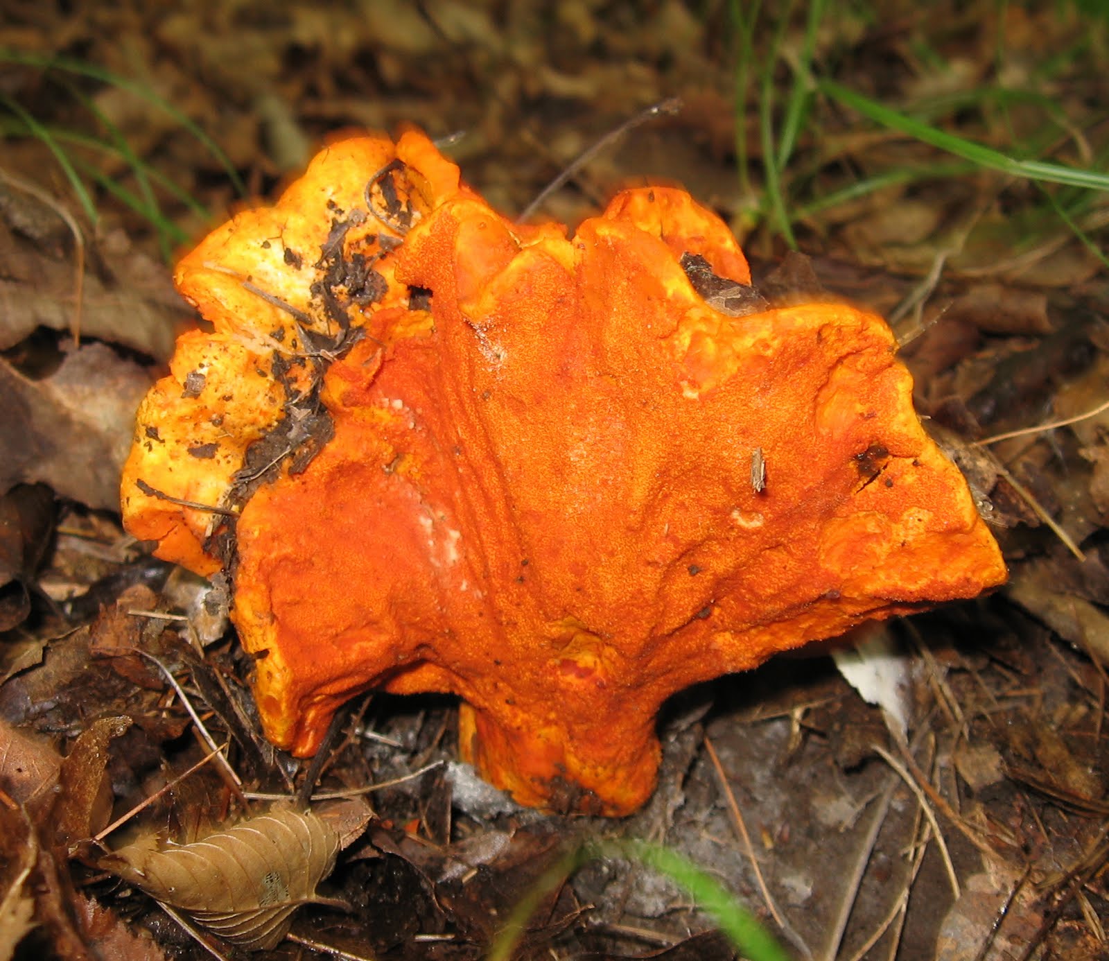 Tangled Web: More Miscellaneous Mushroom Portraits ...