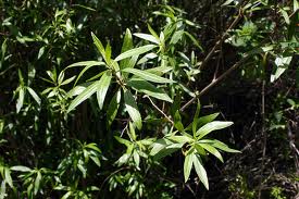 Centro Poblado de Chaca: ESTUDIO ETNOBOTÁNICO DE LAS PLANTAS ...