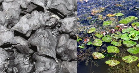 World Top Views: Health Benefits of Singhara / Water Caltrop / Water ...