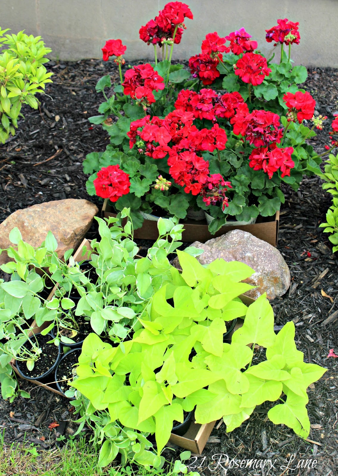 21 Rosemary Lane: The Classic Look of Window Boxes Filled with Geraniums