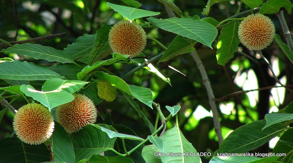 Krishnamuralika: Keoladeo National Park