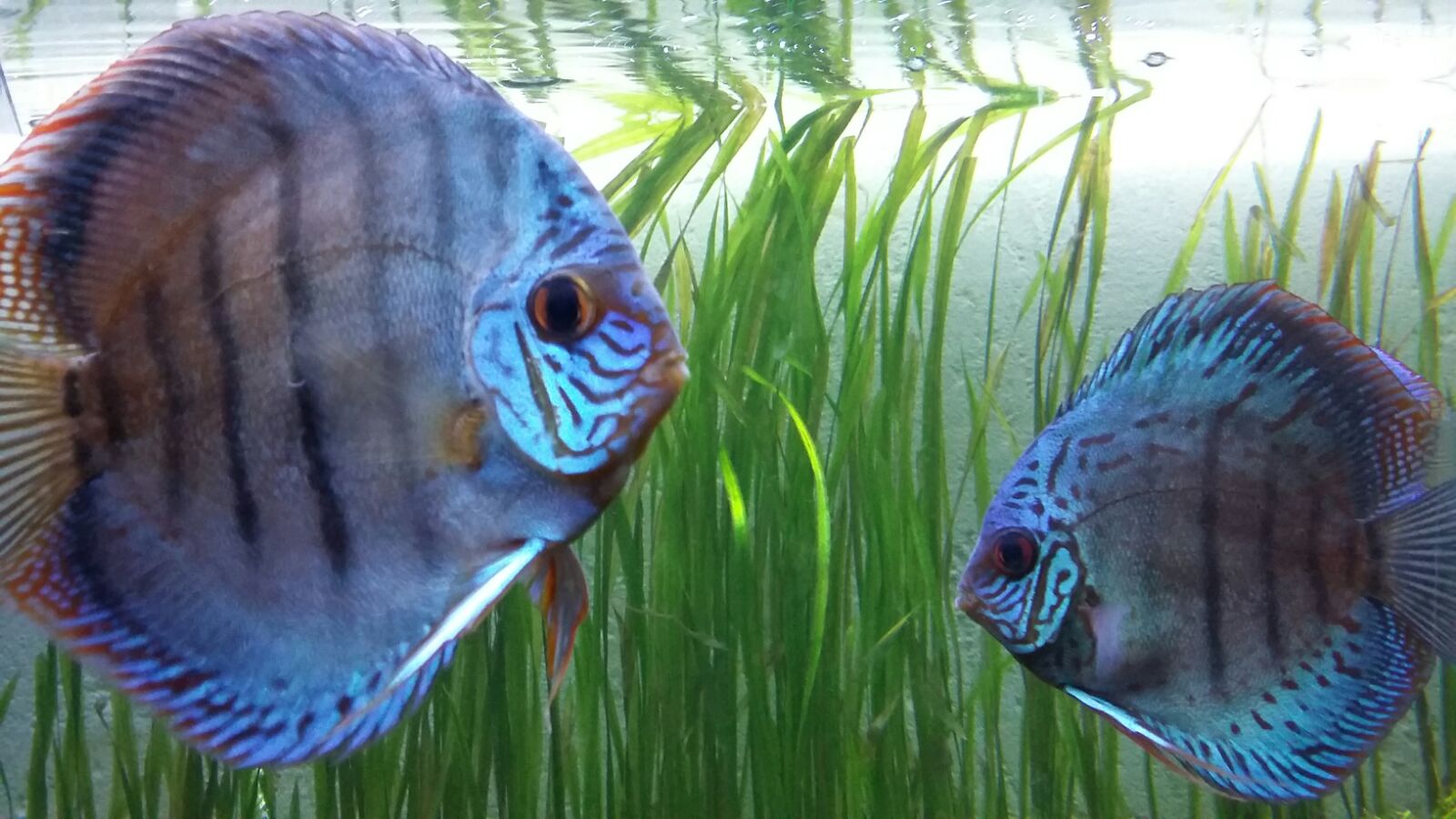 Port Elizabeth: Beautiful Discus