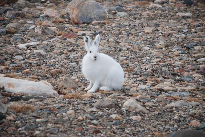 The Arctic Hare | Polar Rabbit