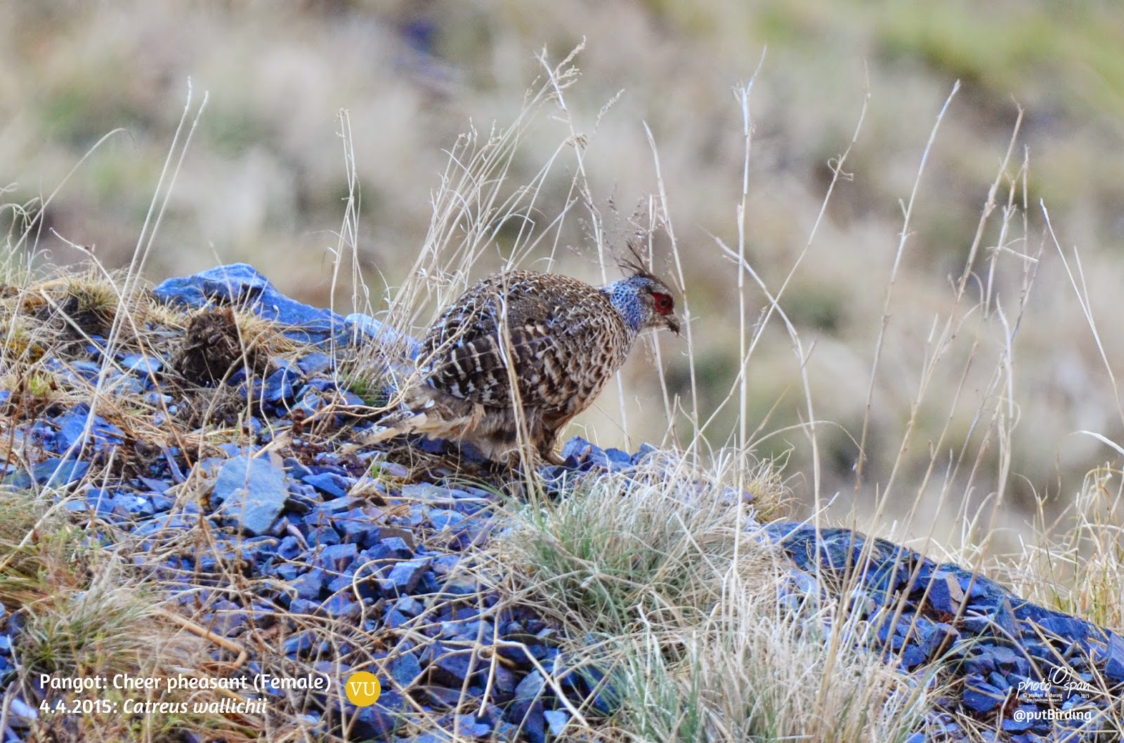 Cheer pheasant (Female) : Catreus wallichii | Photo Span