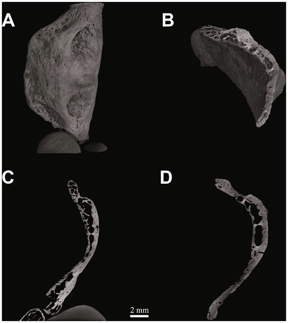 Paleoantropología hoy: Análisis microbiomecánico de Kebara 2 ...