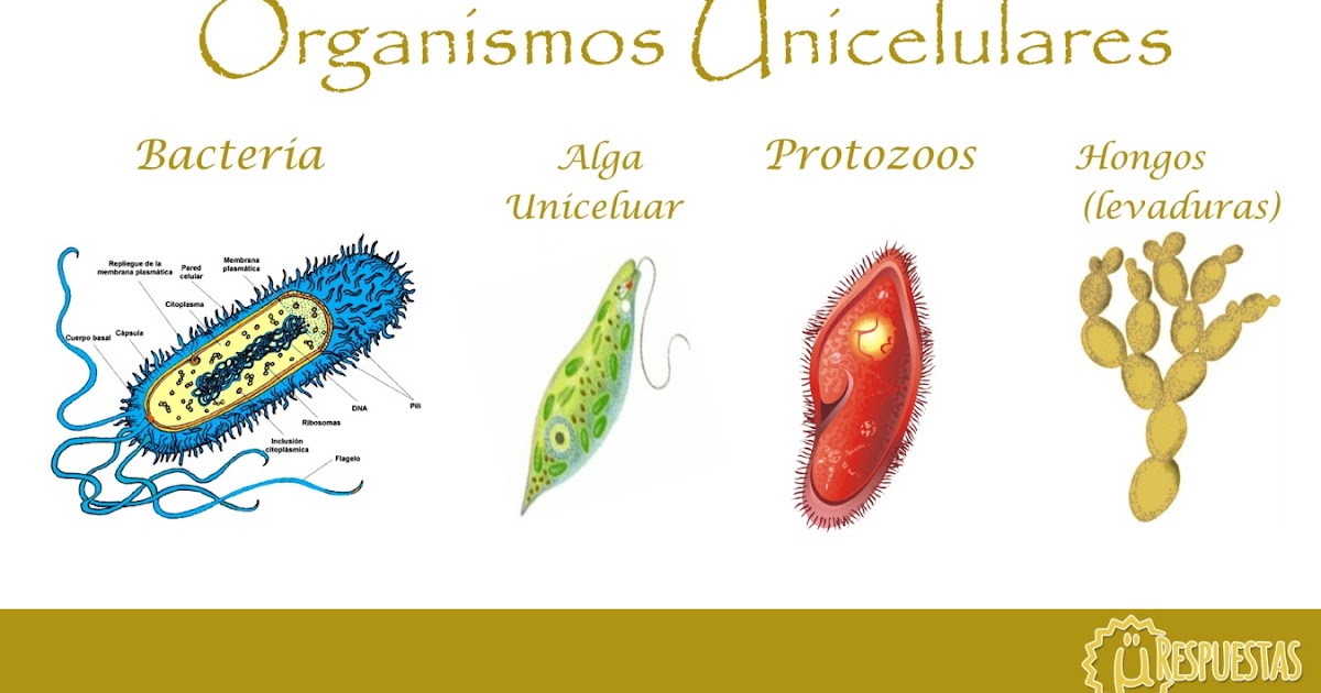 Estructura de los seres vivos multicelulares : Organización de los organismos multicelulares
