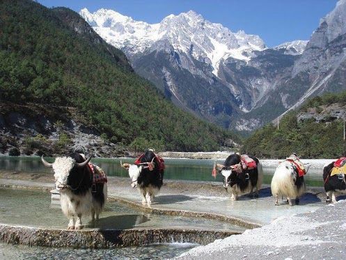 Yak (Cow with a Skirt) Safari in Pakistan ~ Jaho Jalal