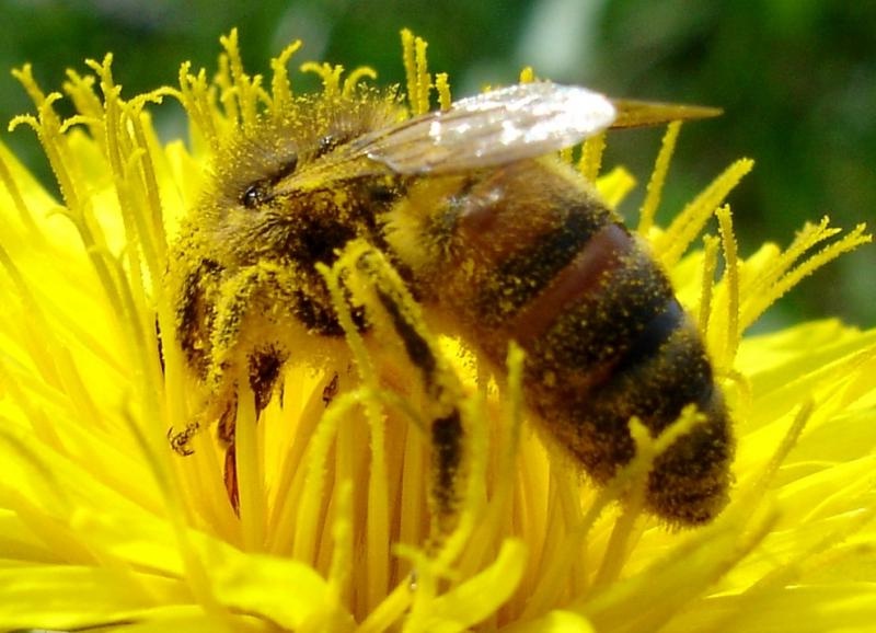 Krūmiņu dienas: Par bitēm