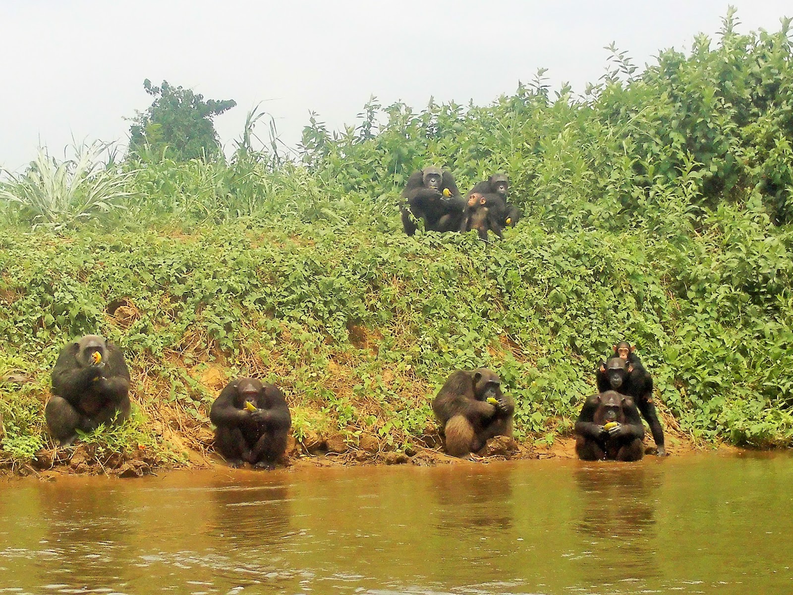 Lights, Cameroon, Action: Visit to Monkey Island- Southwest Cameroon