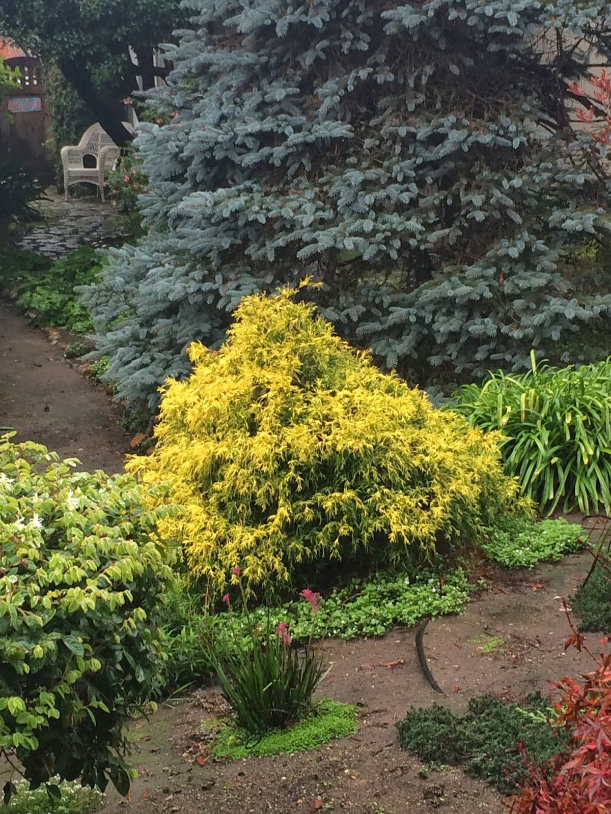 Trees of Santa Cruz County: Dwarf and Weeping Conifers