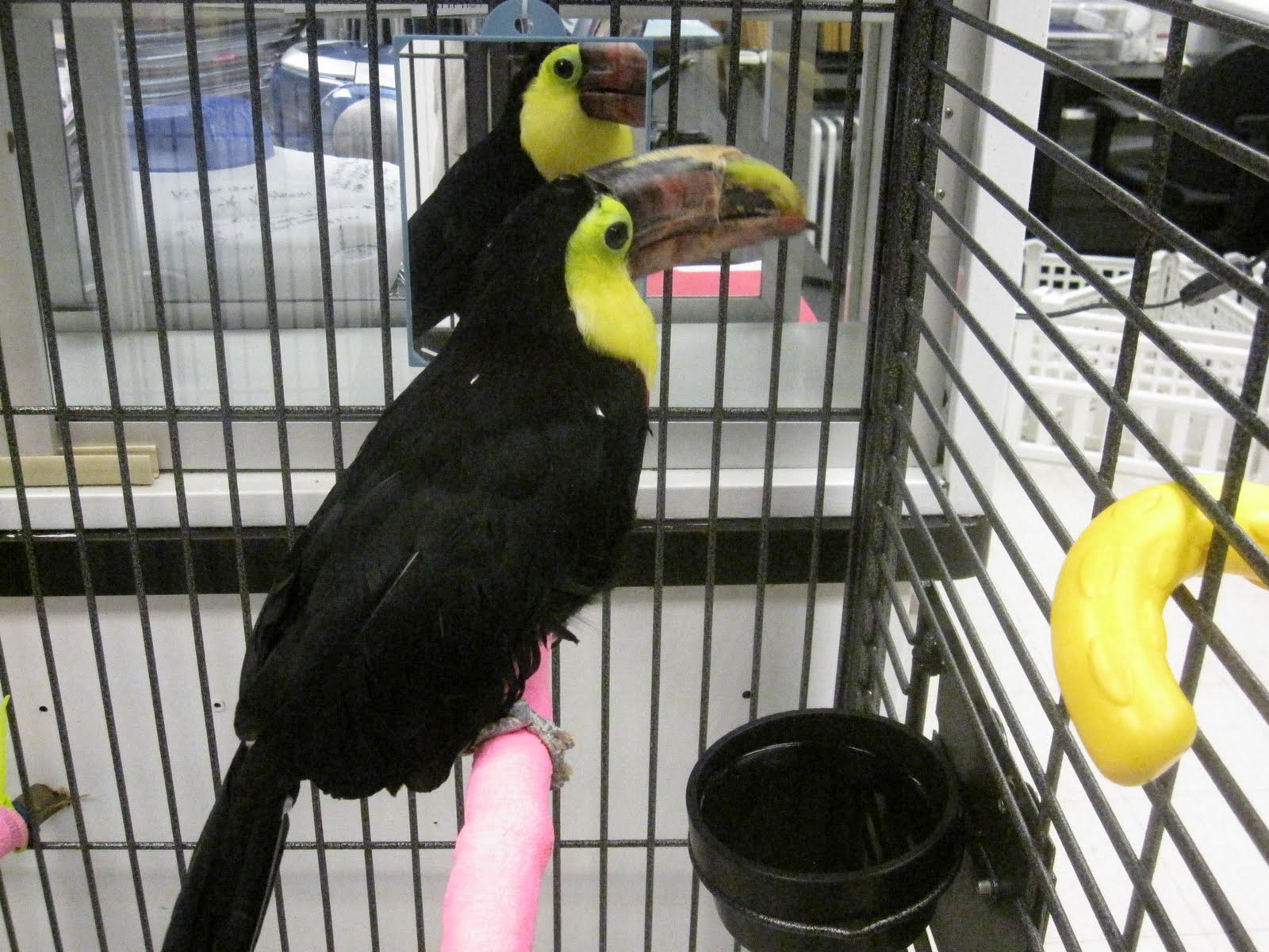 Notes From a Biophile: Toucan Treatments and Raw Cat Food
