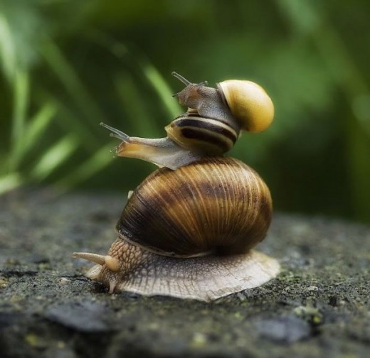 Turtles all the way down | The Little Pakeha