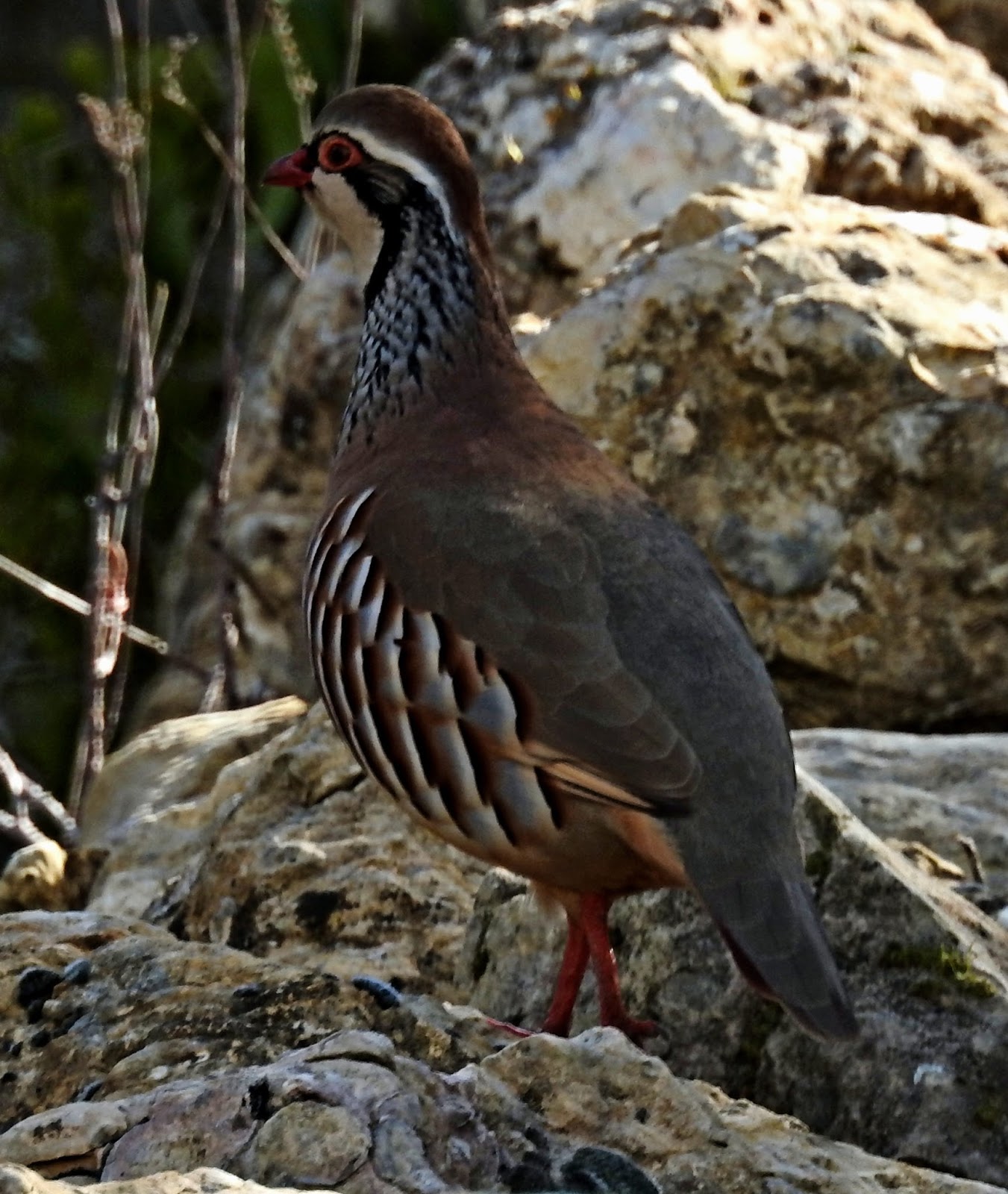 BIRDWALKERMONDAY: 30-1-2017 QUATRETONDA, VALENCIA - RED LEGGED ...