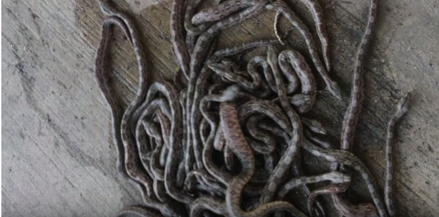 ¿Conoces la Boa sigma o CORUA Sonorense? - Biologando con Miguel