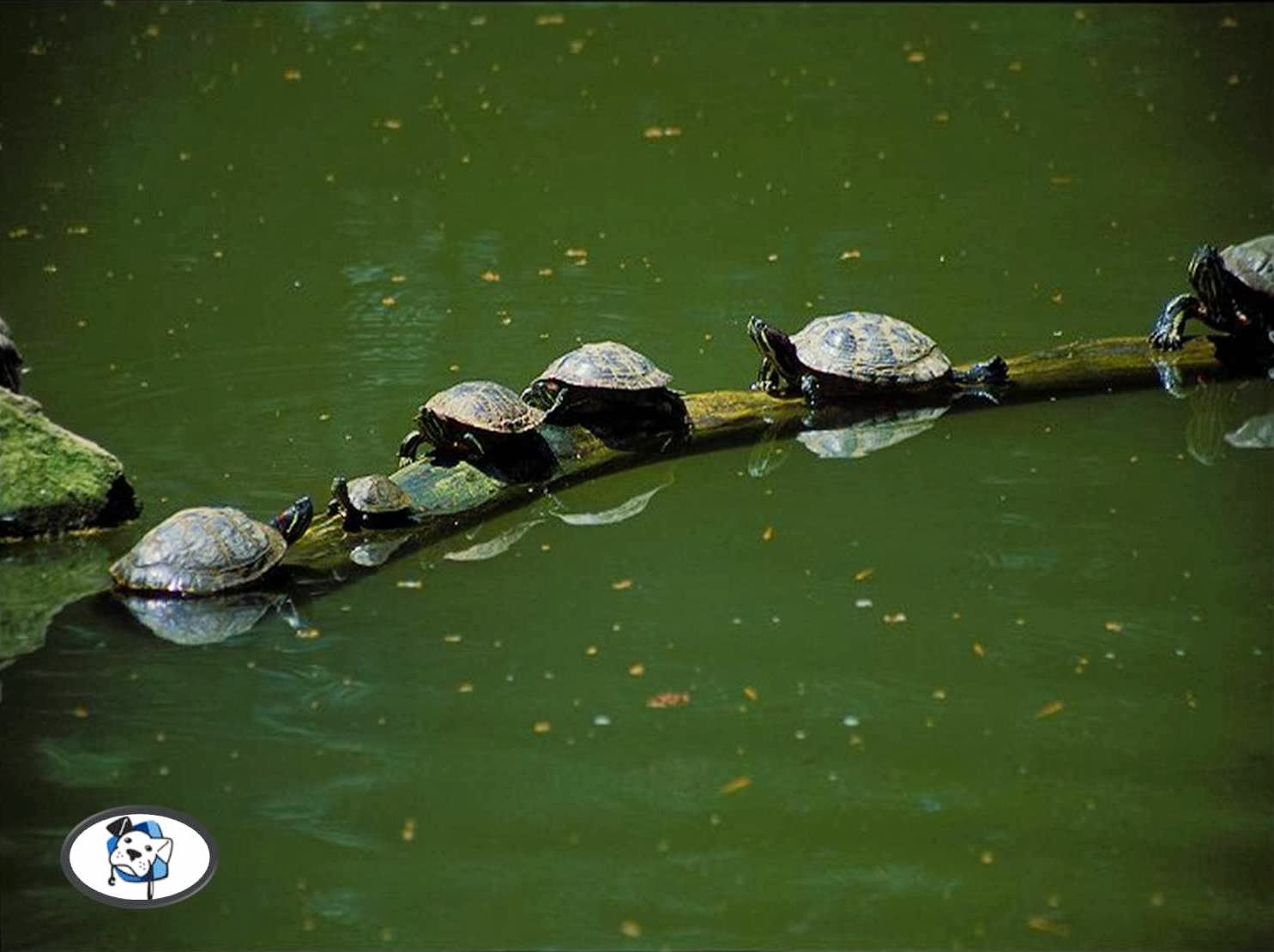 Info animales: COMPORTAMIENTOS Y CONDUCTAS DE LAS TORTUGAS