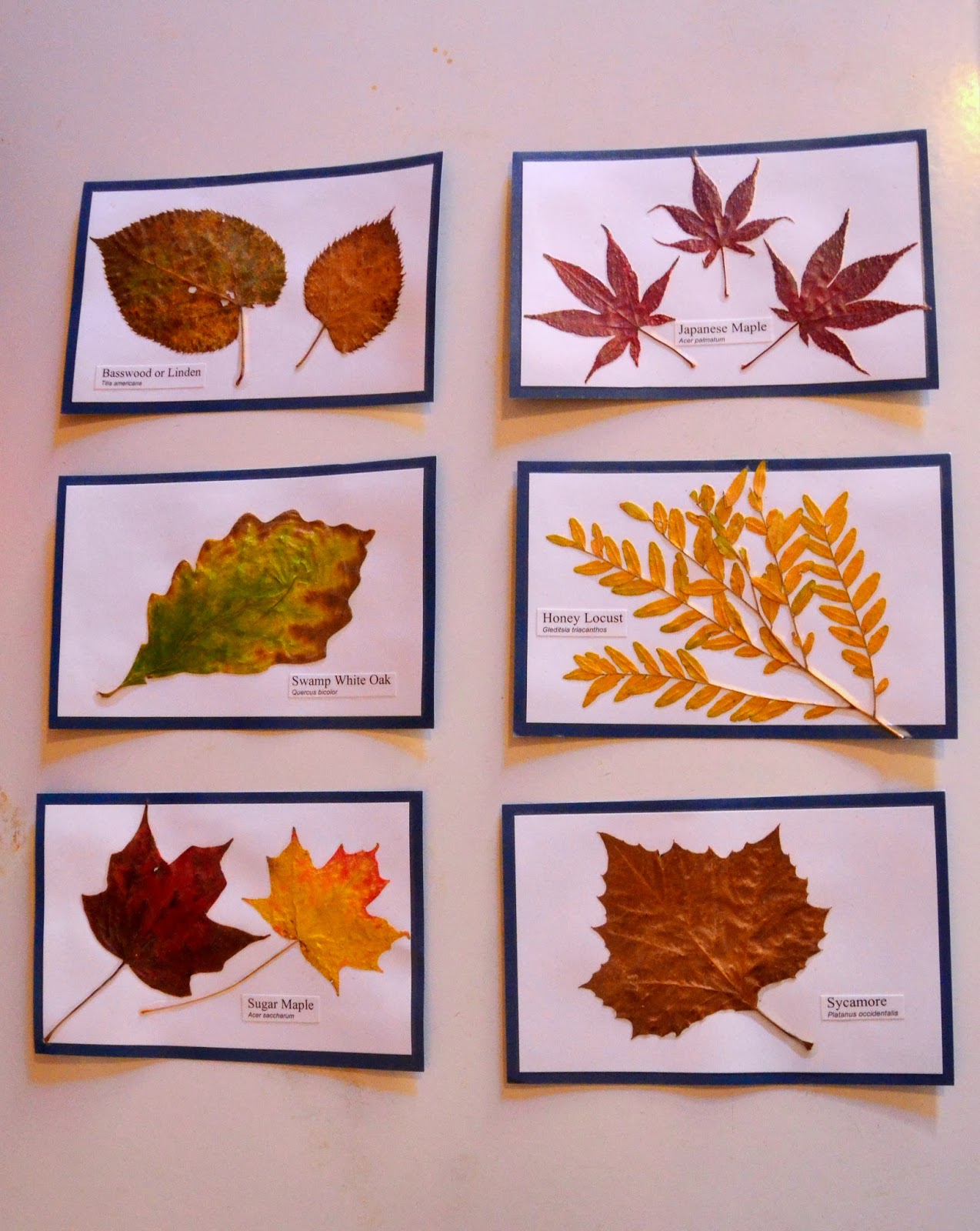 The Adventures of Six Hobbits: Autumn Leaf Identification Cards