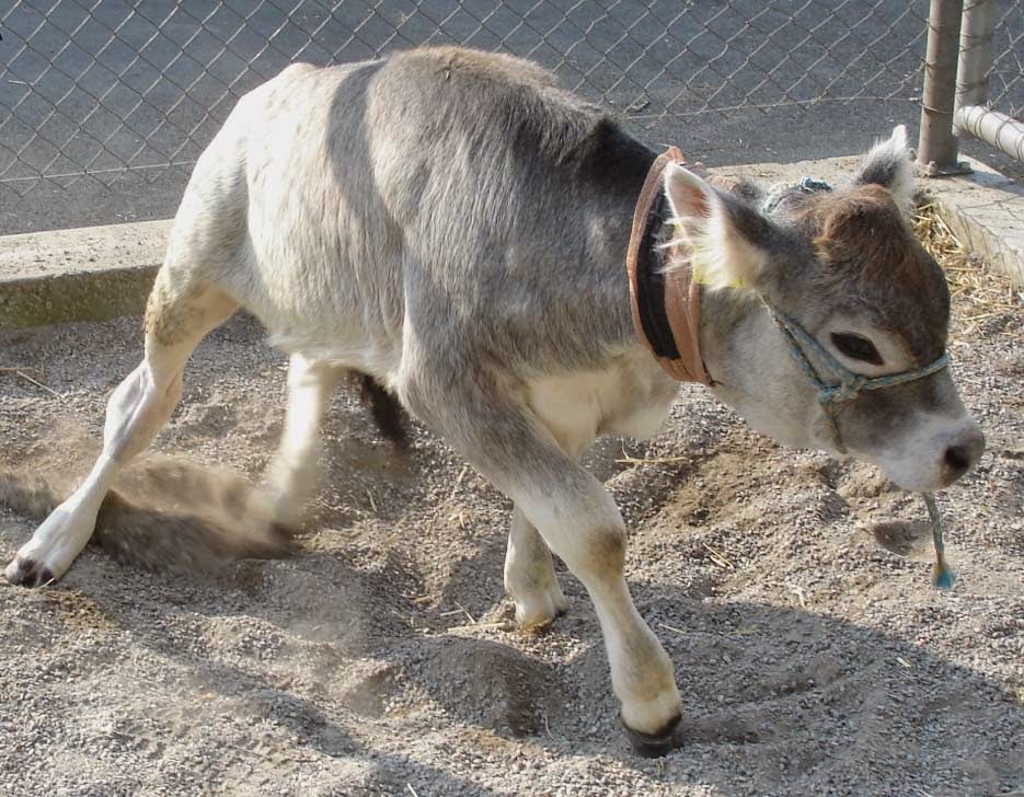 Analgesia, inmovilización farmacológica, tranquilización y ansiolisis ...