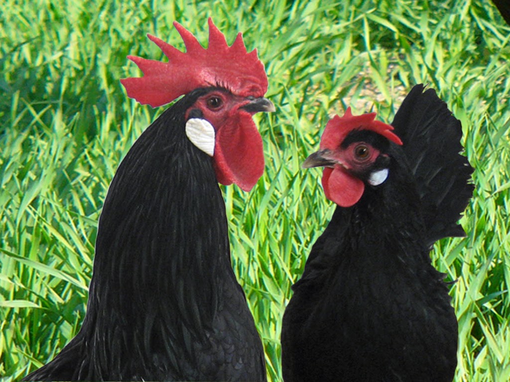 Gallina Castellana Negra