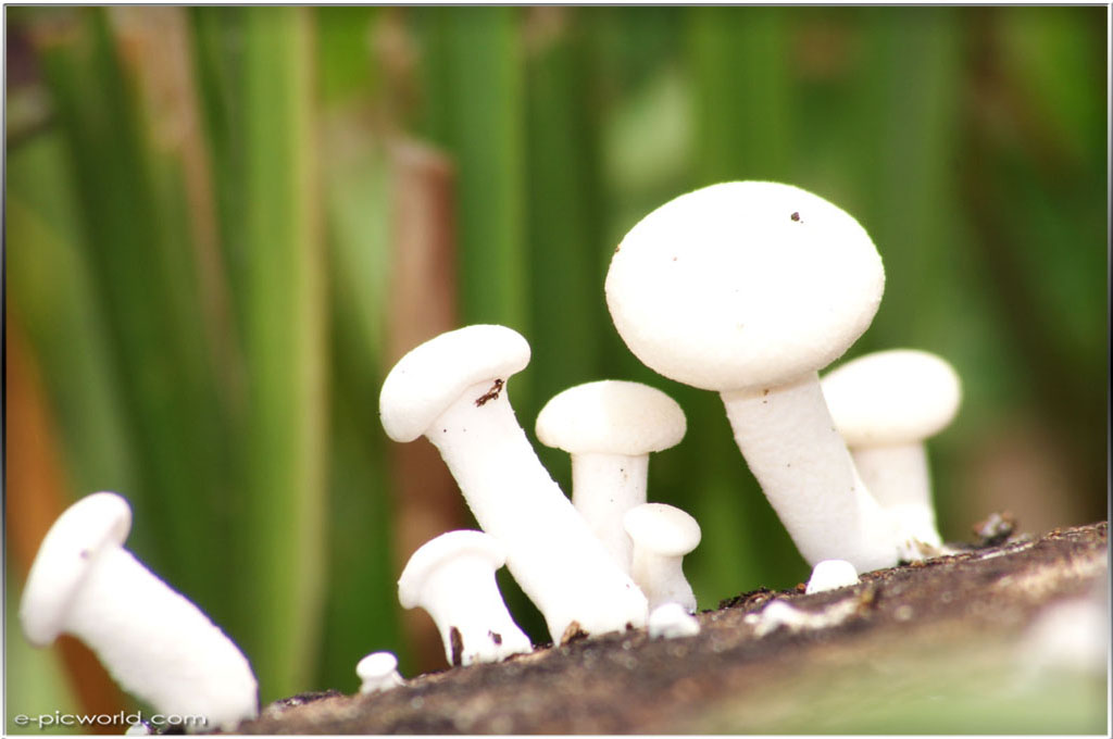 Koleksi Pilihan gambar Kulat dan Cendawan oleh Neezhom