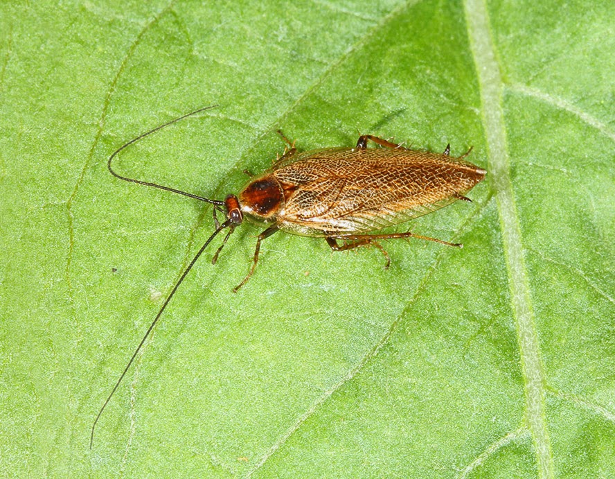 Biodiversity Gatwick: Late summer invertebrating