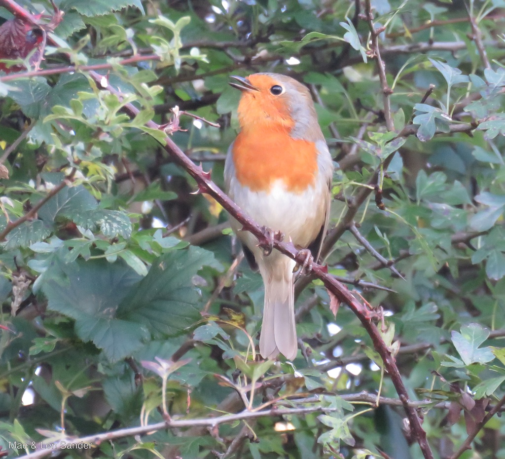 Mae's Food Blog: Irish Birds, Mostly Common Ones