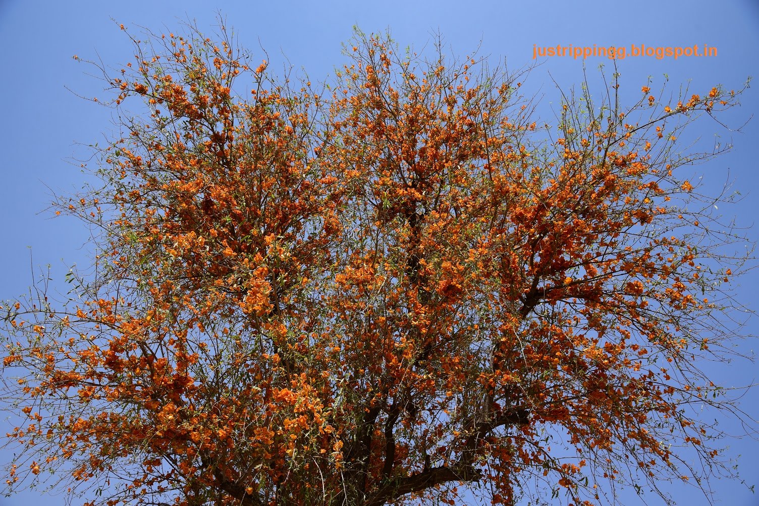 Just Tripping!: Roheda – The Dream in the Desert