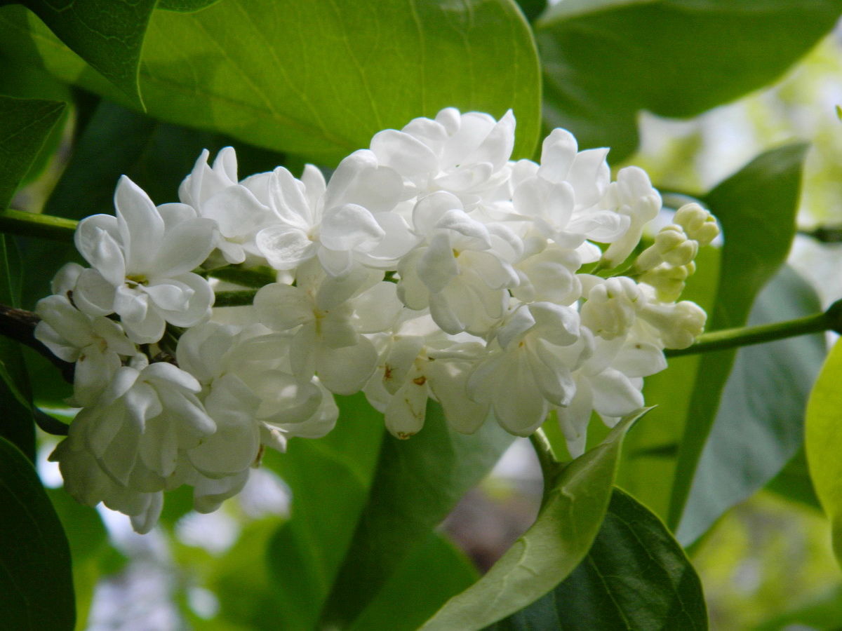 LA MULTI ANI, ROMANIA!: Liliac alb