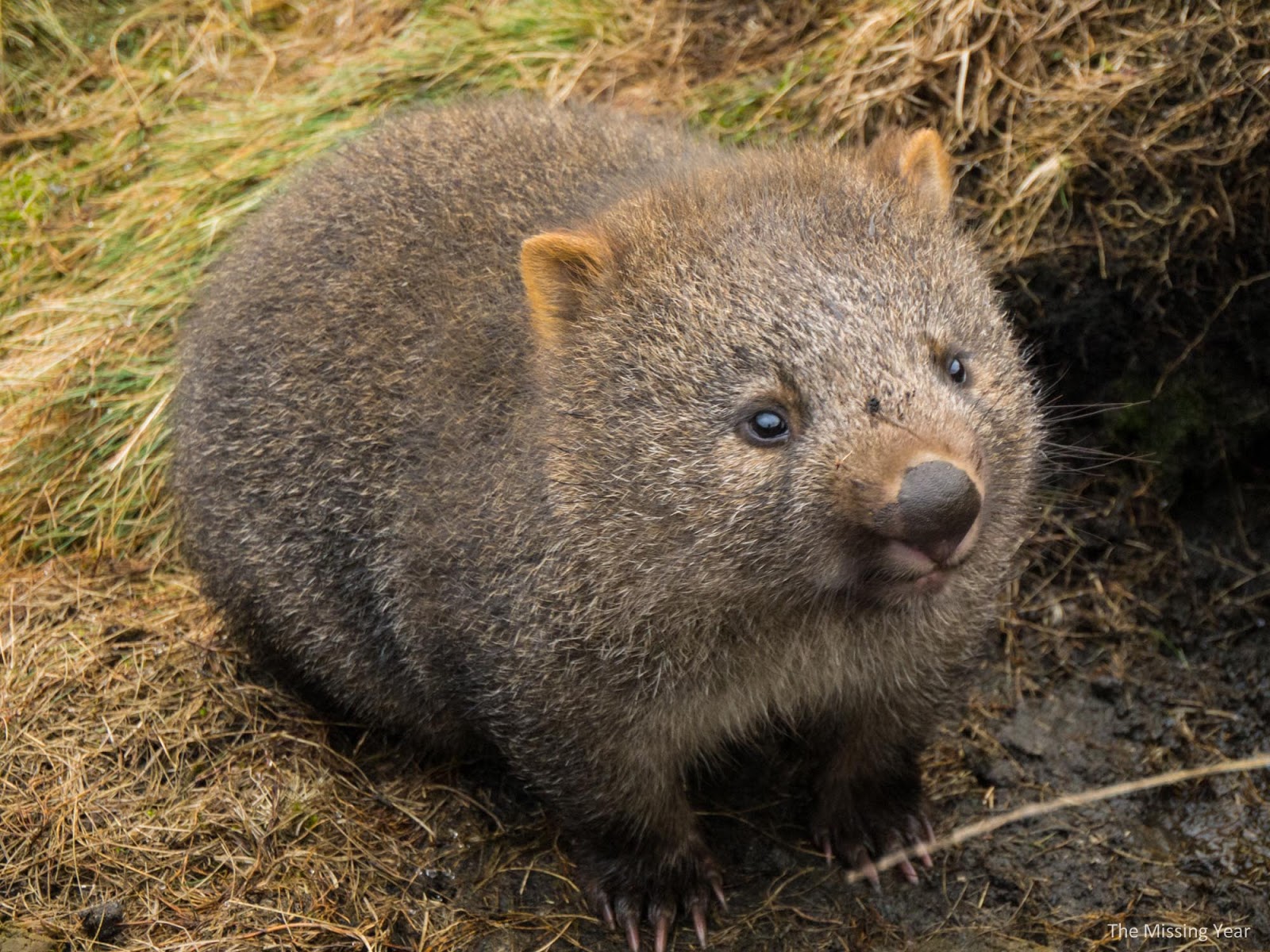 EL YAGUARUNDÍ: EL WOMBAT