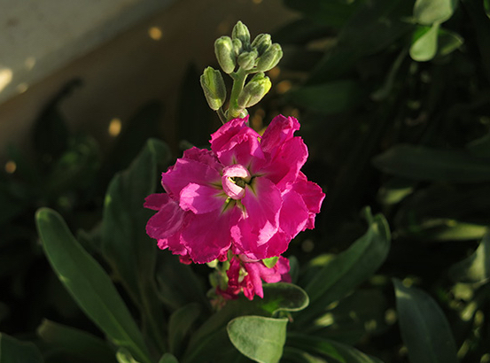 Alhelí, flor de mi infancia